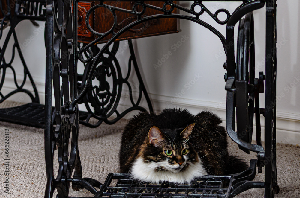 Domestic cat resting underneath a cast iton antique sewing machine ...