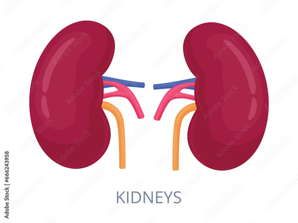 Cartoon kidneys. Internal human organs, urinary system doubles organ ...