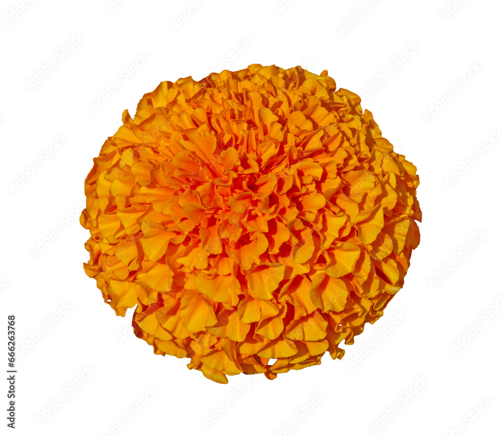 Beautiful Orange Marigold flower isolated on transparent background ...