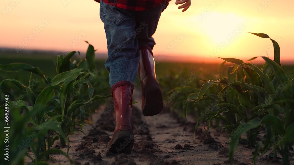 Kid runs in rubber boots on field with sprouts. Happy little girl ...