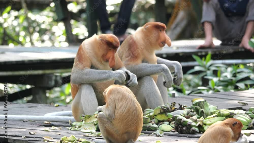 adult male proboscis monkey (Nasalis larvatus)alpha male is enjoying ...