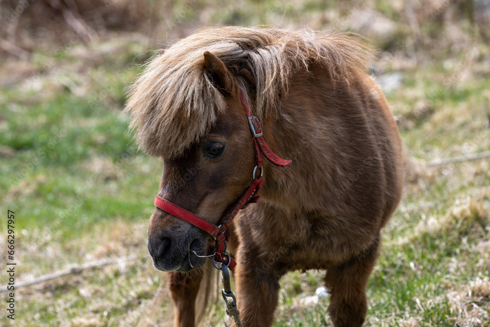 A small brown miniature pony with a blue bridle on its head. The horse ...