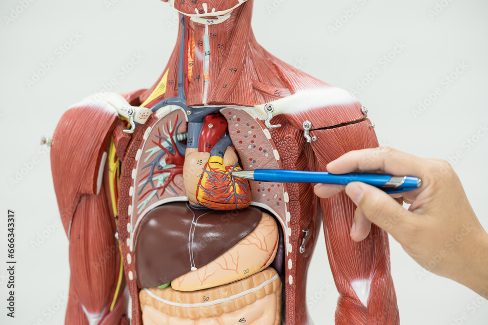 Anatomy human body model isolated on white background.Part of human ...