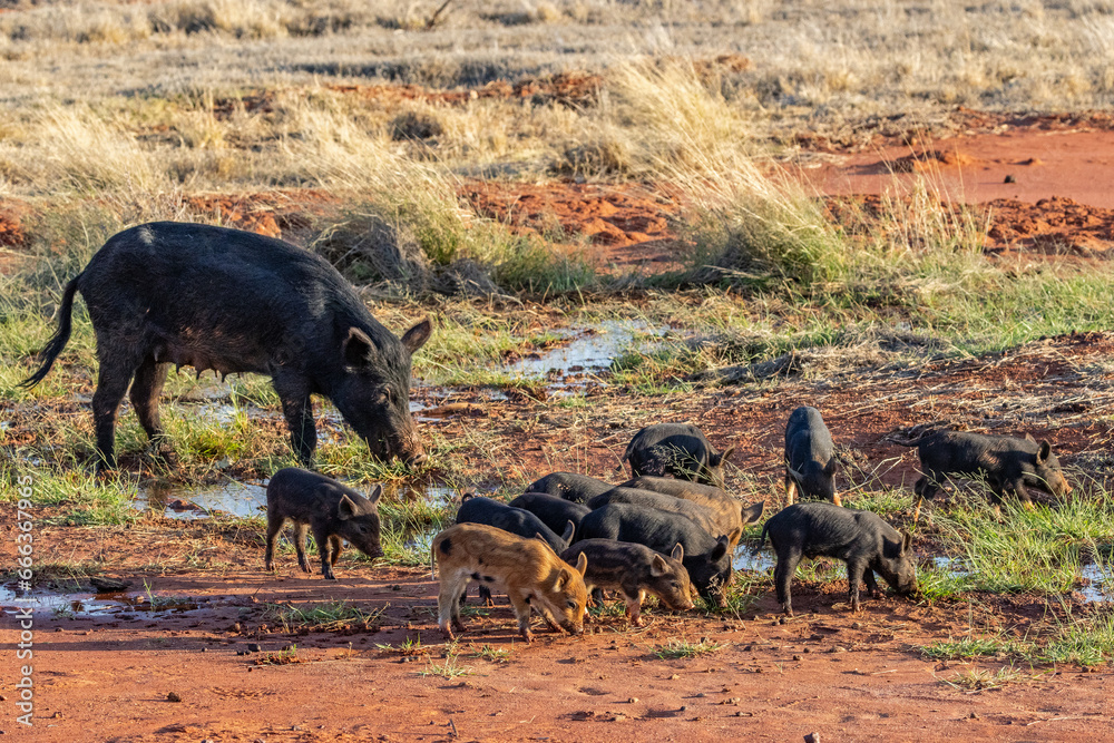 Feral pigs feeding in Australian outback Stock Photo | Adobe Stock