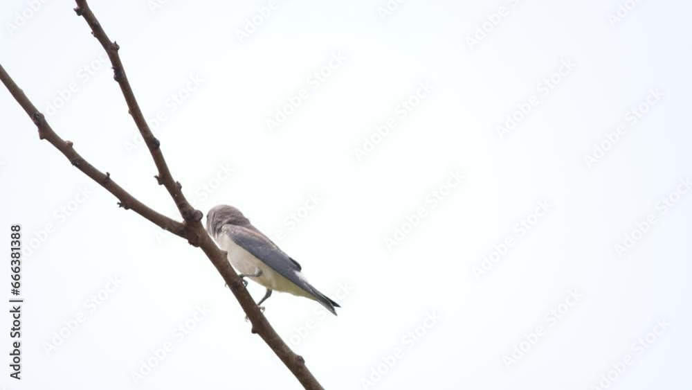 Pigtails (Latin: Artamus leucorynchus) are a species of bird in the ...