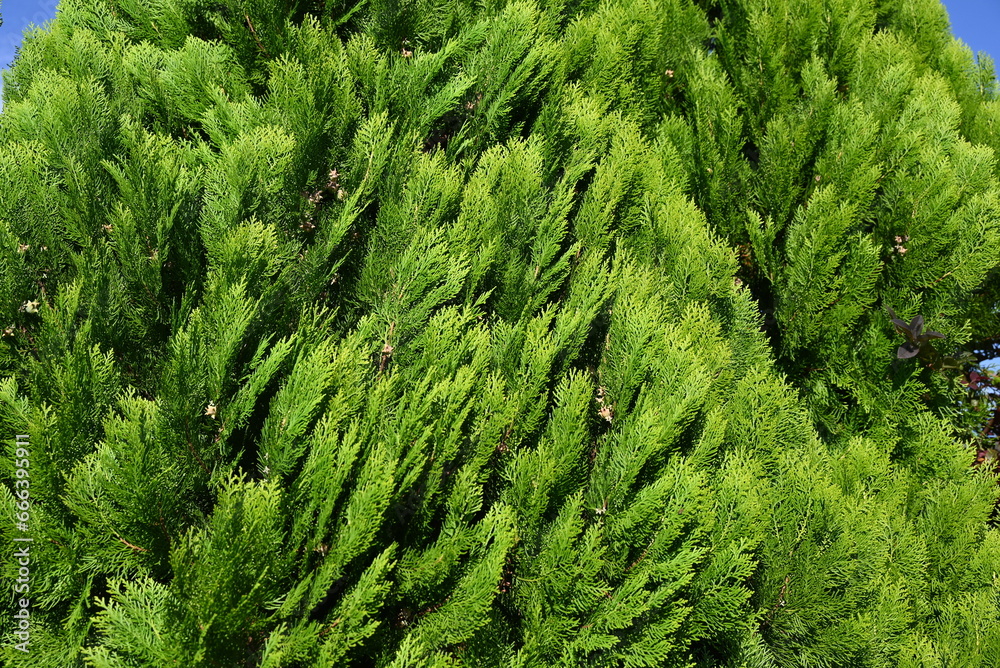 Chinese arborvitae ( Platycladus orientalis ). Cupressaceae evergreen ...