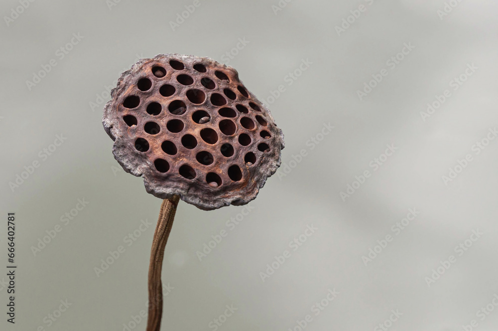 Withered Lotus Pods In The Lotus Pond Background , Dry Seedpod Of The ...