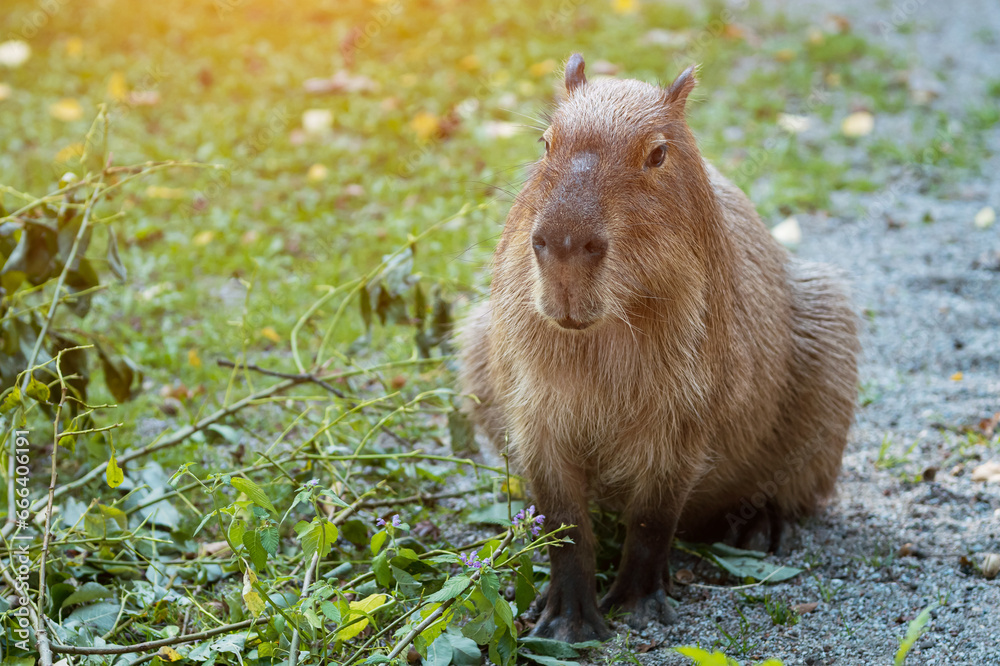 Hairy capybara enjoys weather sitting on ground next to grass and ...