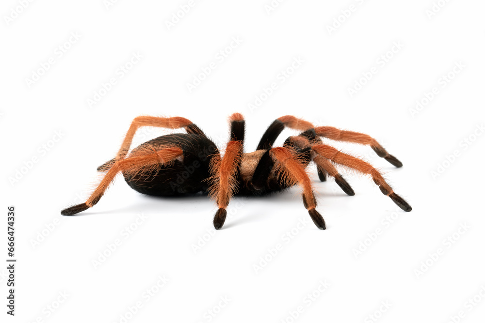 Brachypelma boehmei also known as the Mexican Fireleg, or the Mexican ...