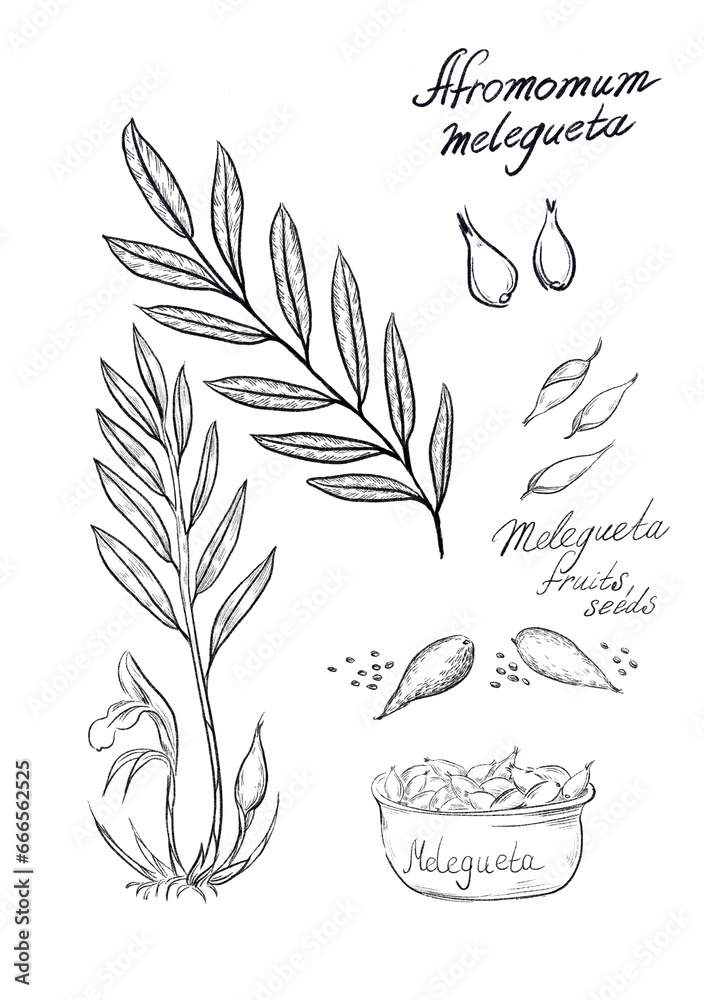 Melegueta pepper, Aframomum melegueta, grains of paradise, melegueta ...