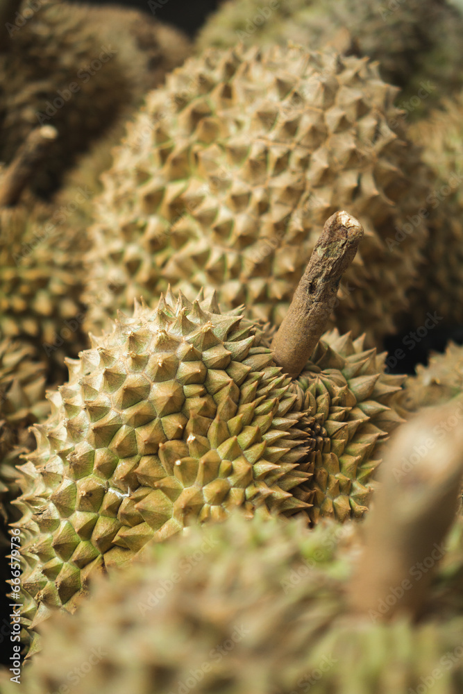 durian, fruit with full of thorn or spike in their outer skin, closed ...