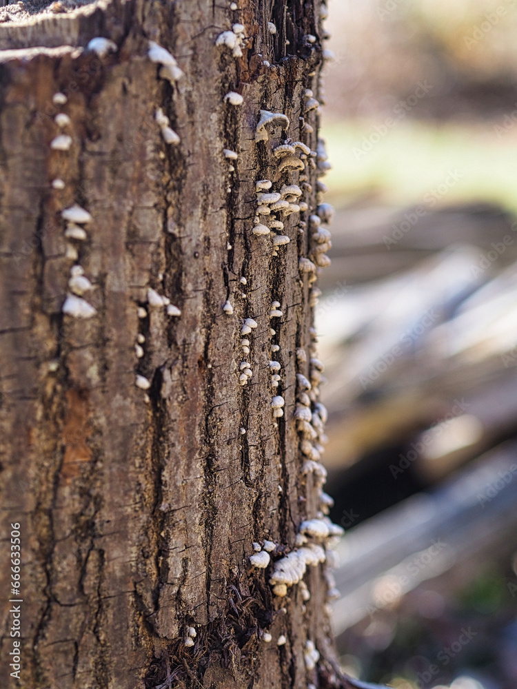 Pilzbefall an baum Stock Photo | Adobe Stock