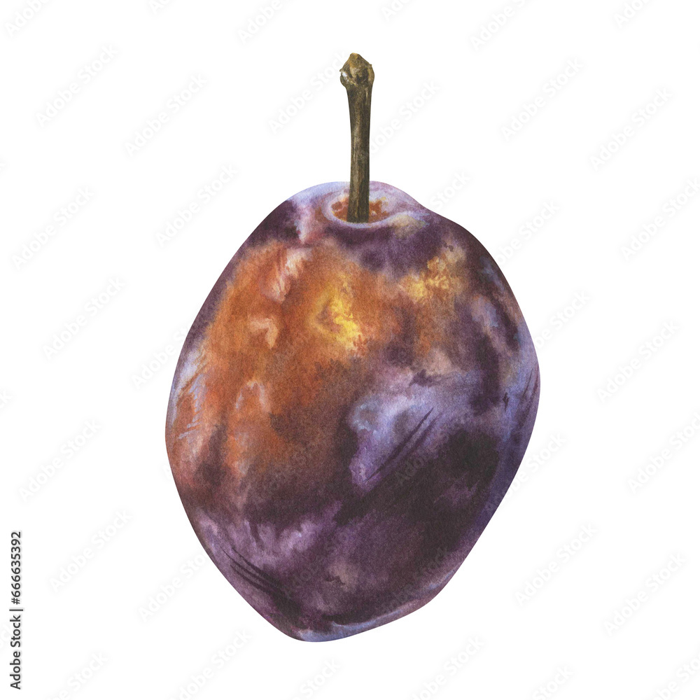 Plum purple fruit. Watercolor botanical illustration of blue Prune ...