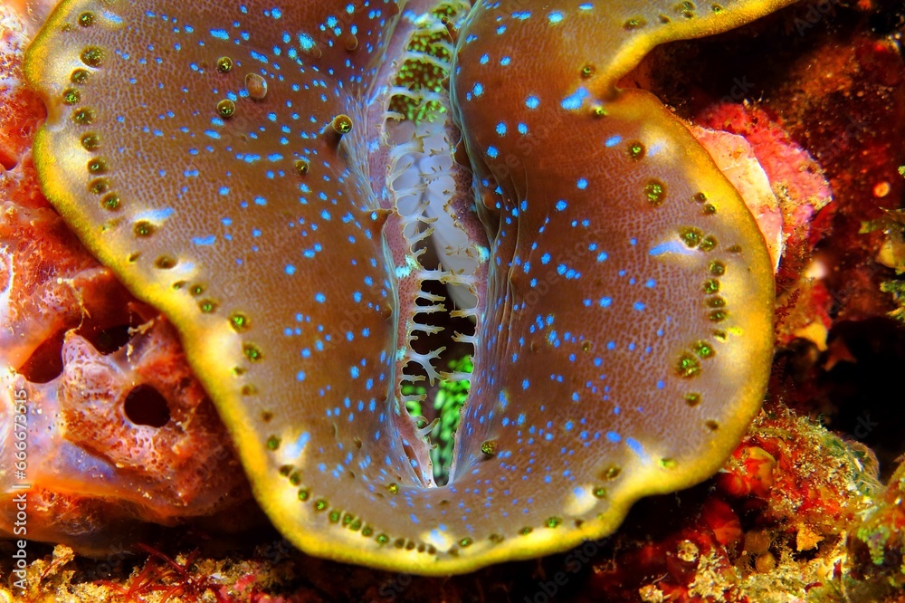 Colorful clam on the tropical reef. Underwater macro photography, scuba ...