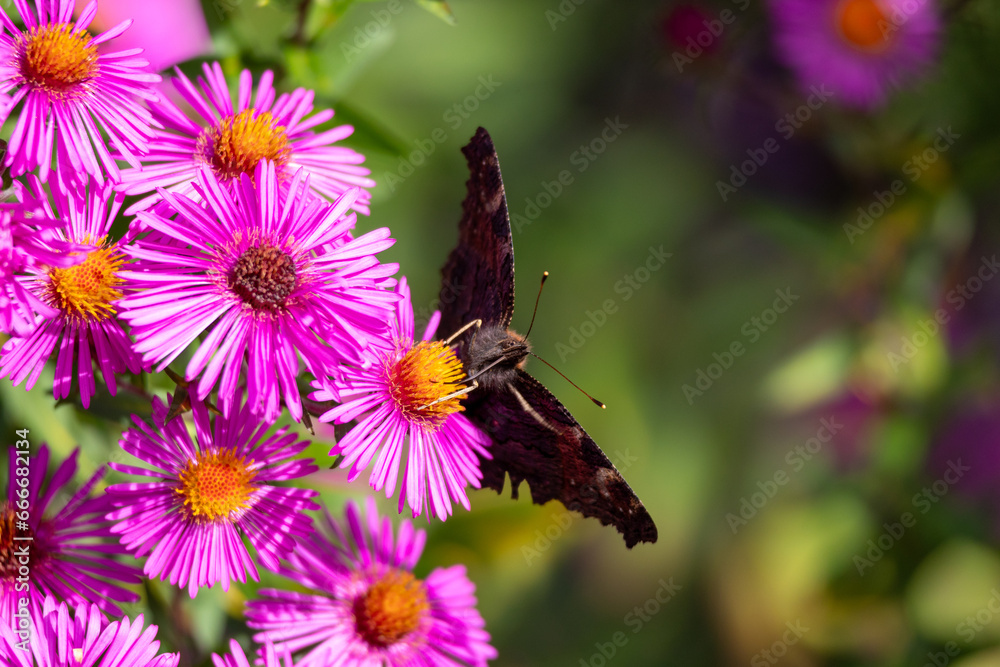 Pink flowers of aster close up. Aster Dumosus with a butterfly Stock ...