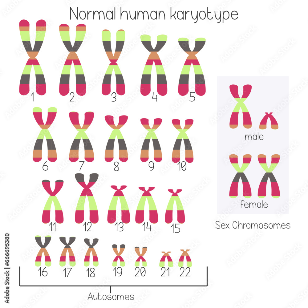 Normal human karyotype chromosome idiogram Stock Vector | Adobe Stock