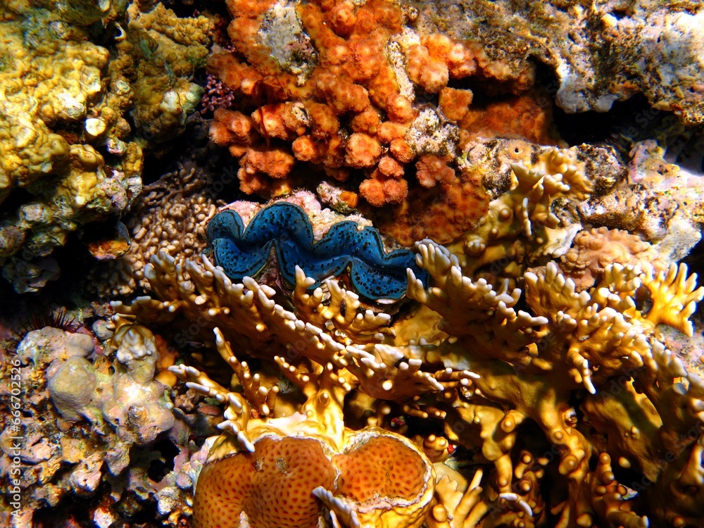 Tropical colorful reef and vivid small blue giant clam (Maxima clam ...