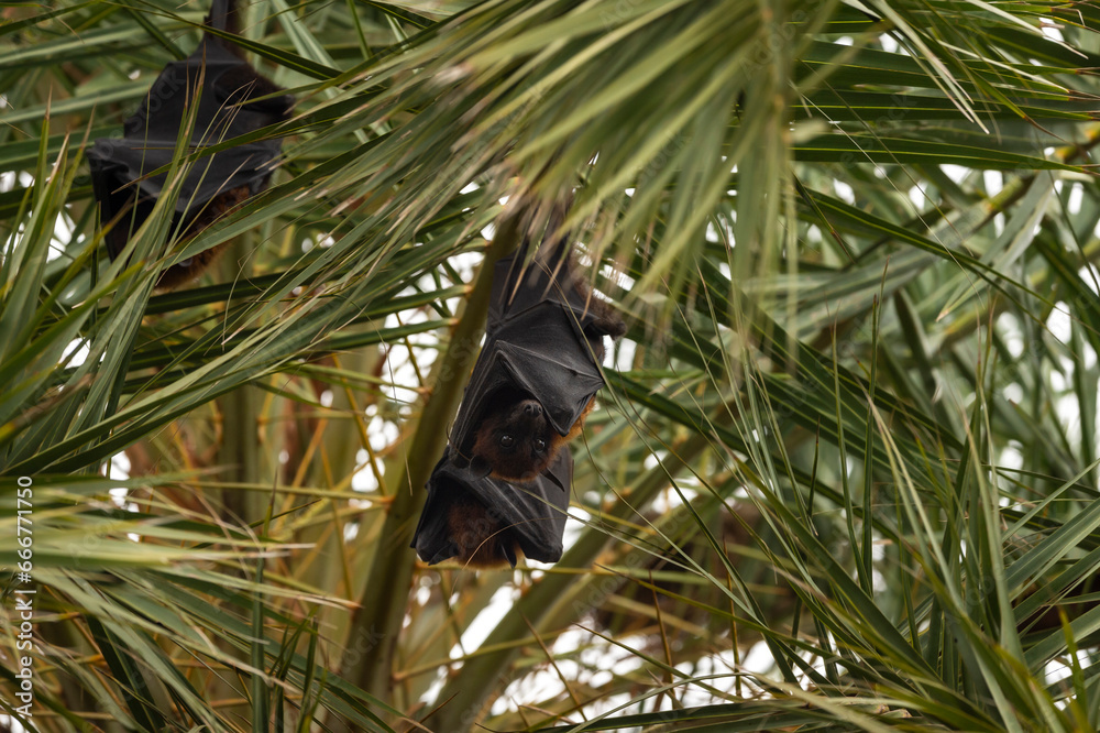 indian flying fox or greater indian fruit bat or Pteropus giganteus ...