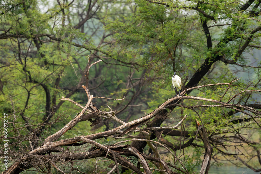 Threskiornis melanocephalus or Black headed ibis or black necked ibis ...