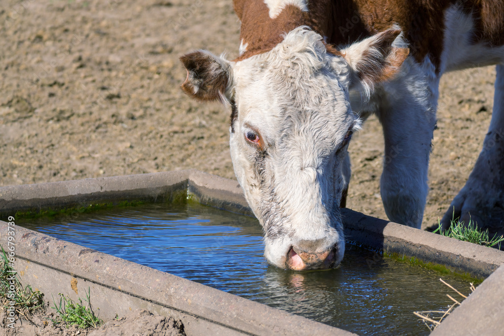 face of a Hereford breed cow drinking water in a water trough in a ...
