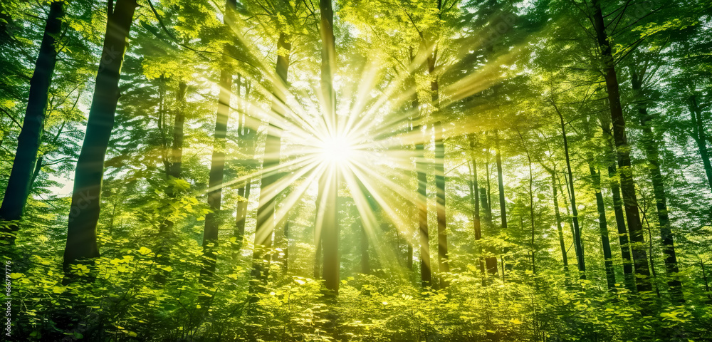 Beautiful forest with bright sun shining through the trees. Scenic ...