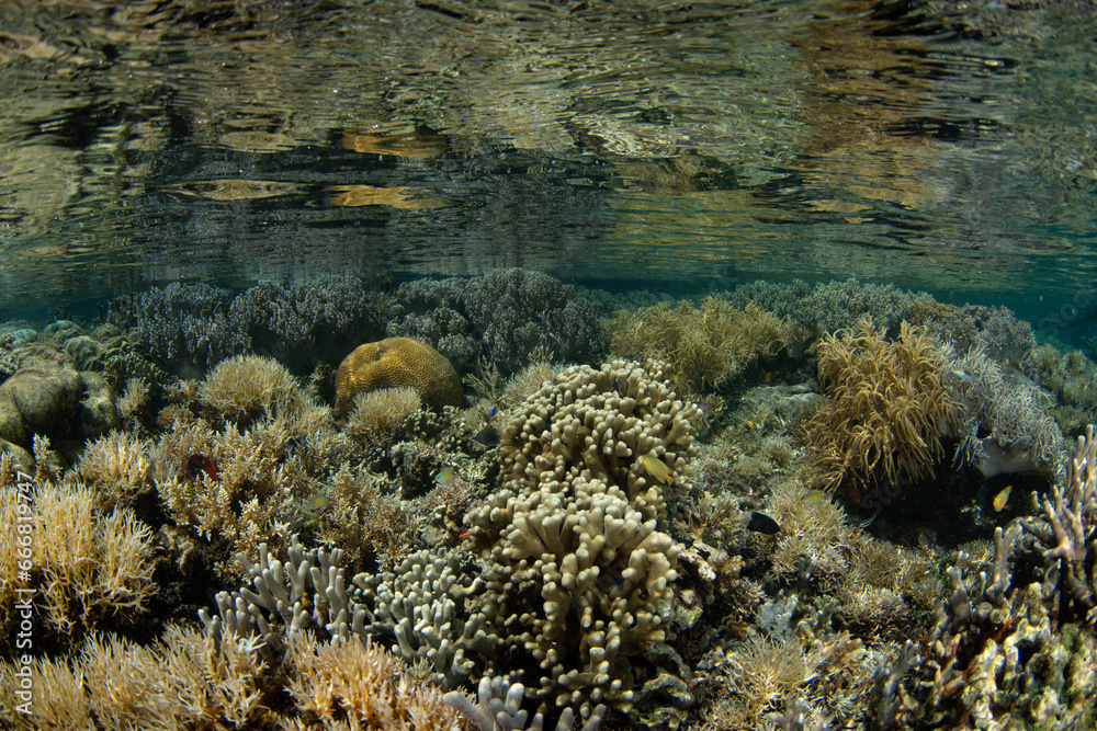 Shallow reef-building corals grow just under the low tide line in Raja ...