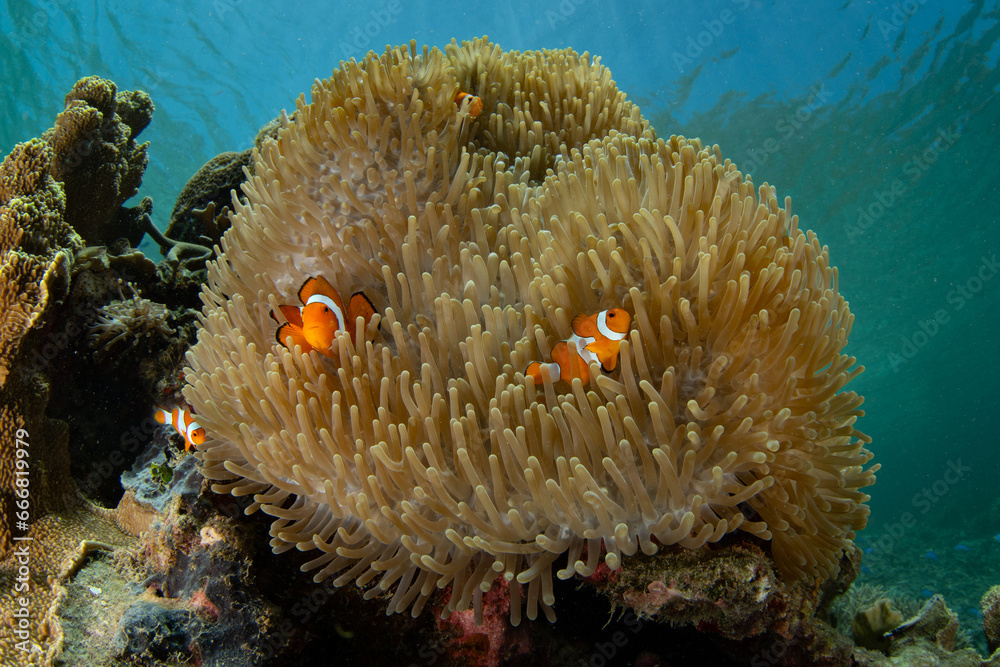 False clownfish, Amphiprion ocellaris, swim in their host anemone in ...