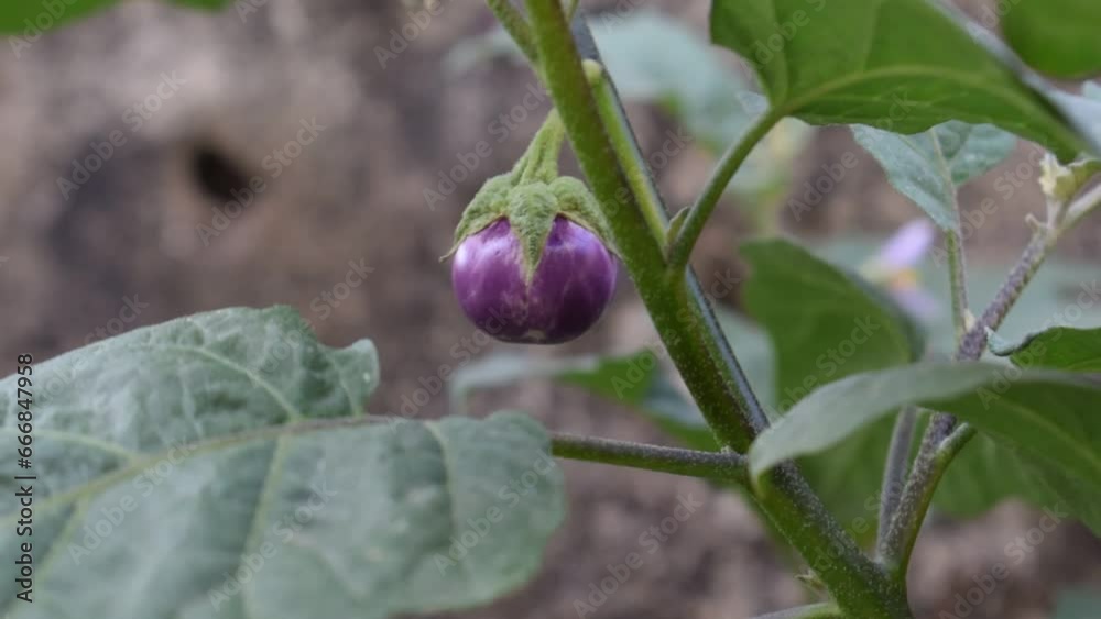 Plant of Eggplant or Solanum melongena also called eggplant, terung ...
