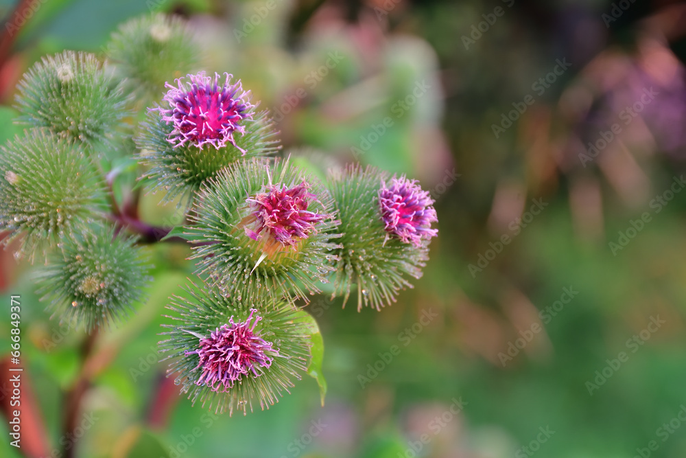 Burdock, Arctium lappa is a species of flowering plant belonging to the ...