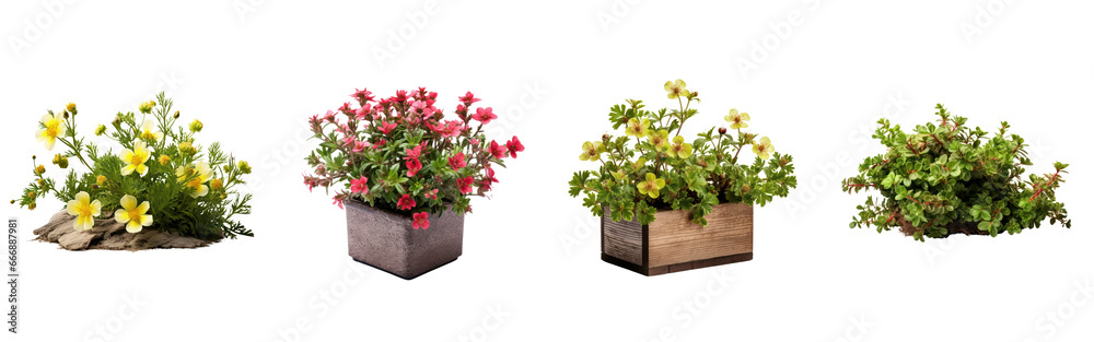 Potentilla (Potentilla fruticosa) box bush form object isolated png ...