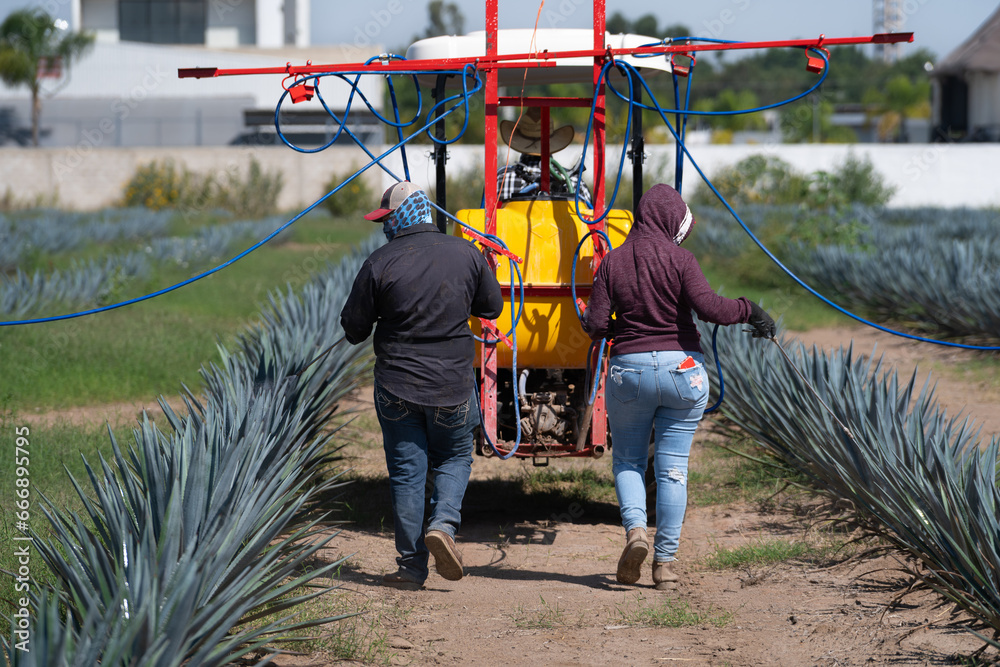 Los trabajadores están fumigando el campo de agaves con herbicidas, un ...