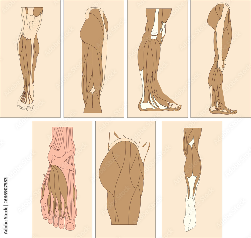 Human male anatomy with inner muscle layers, musculoskeletal systems of ...