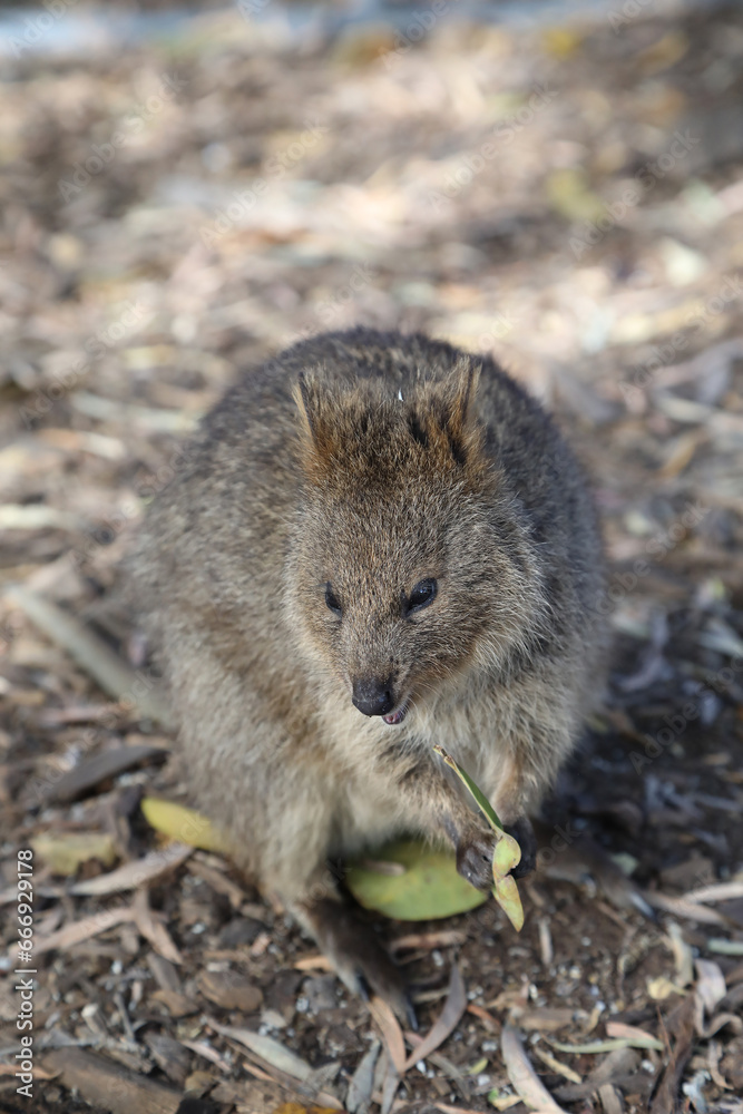 The cute little quokka only found on the island of Rottnest of the ...