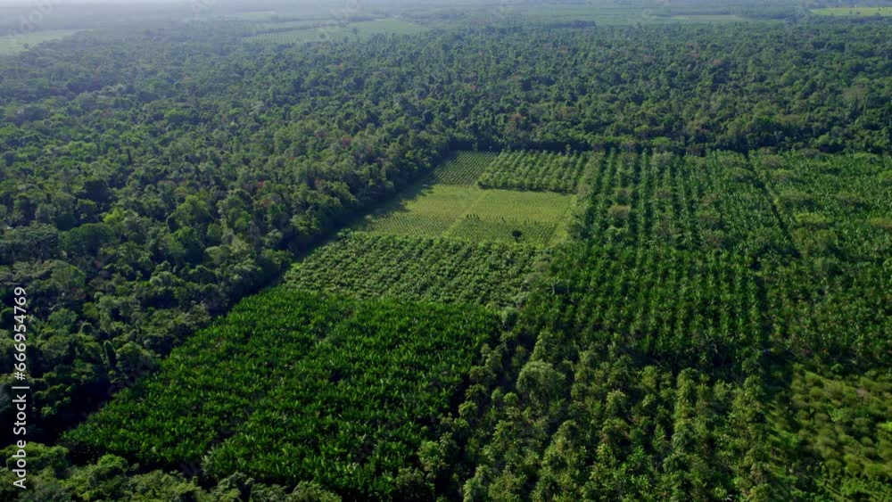Above view of an açaí palm plantation in the Brazil Amazon rainforest ...