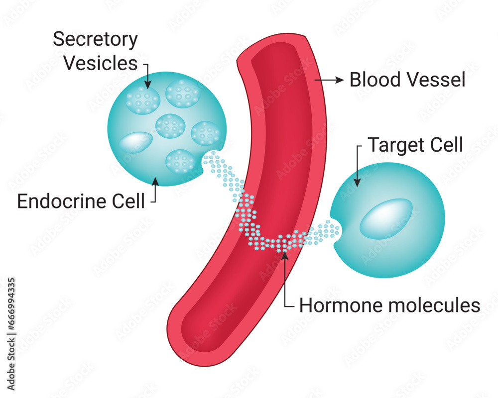 Secretory Vesicles Blood Vessel Science Design Vector Illustration ...