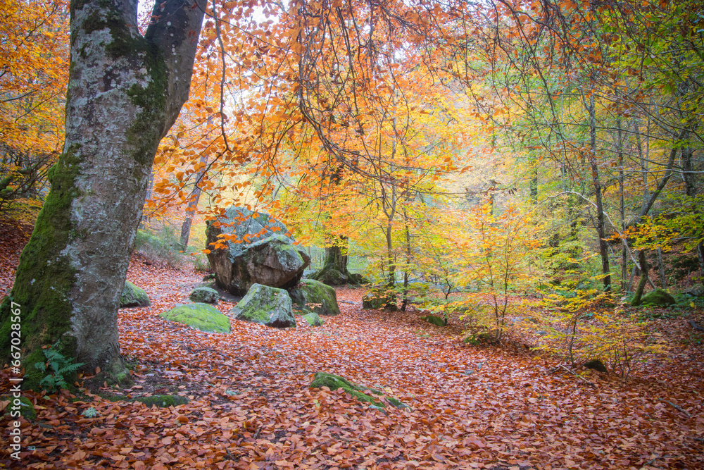 forêt et rochers en automne avec des feuillages aux couleurs ...