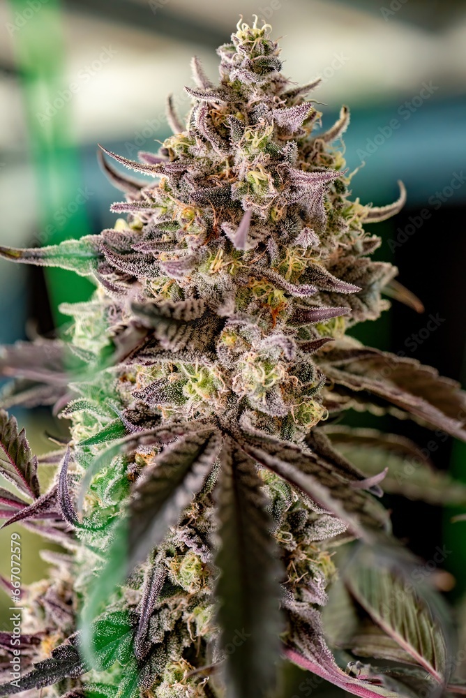 Cannabis flowers plant Closeup with fresh fan leaves cola pistil ...