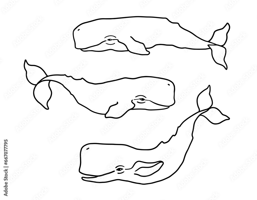 Hand drawn vector illustration of a sperm whale sperm whale sea whale ...