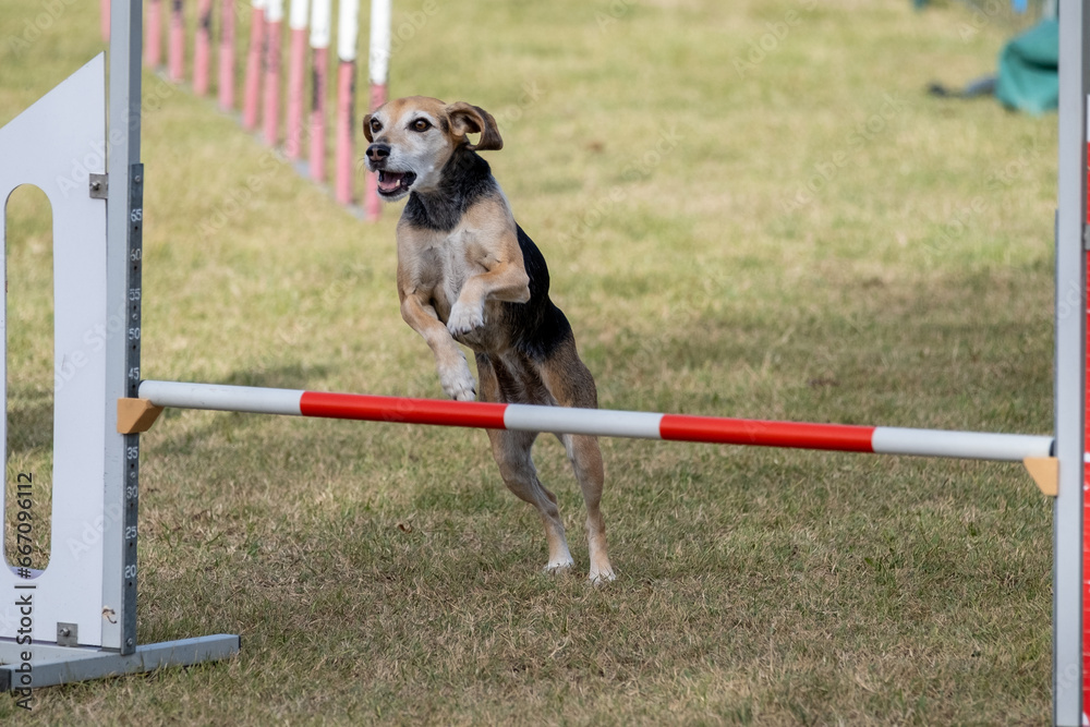 Dog agility competition. Jack Russell Terrier jumps over hurdle. Dog ...