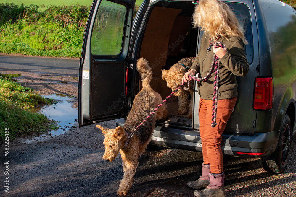 Two dogs leap from the back of a van for walkies. A lady holds their ...