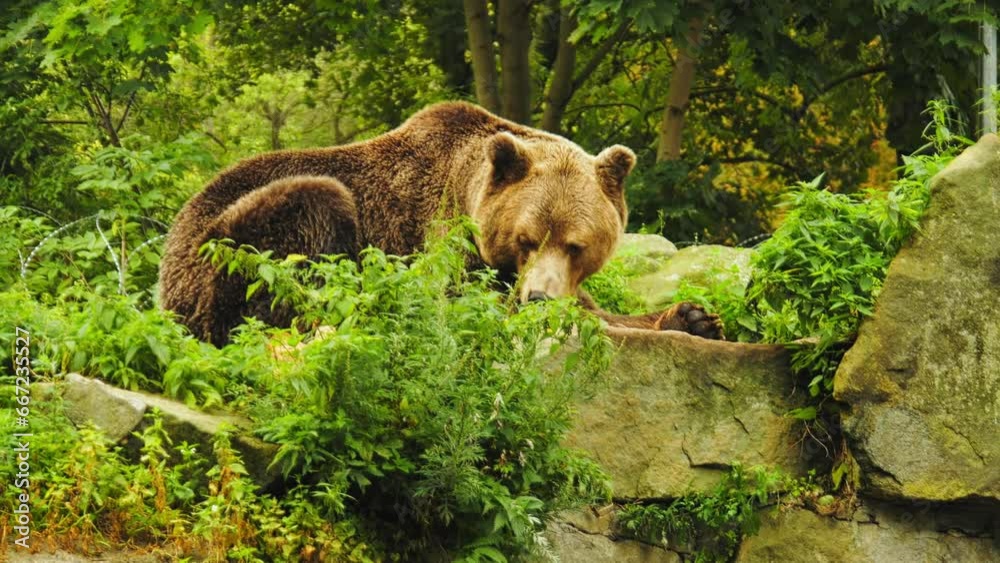 October 4, 2023 Russia, Kaliningrad, Kaliningrad Zoo, a large bear lies ...