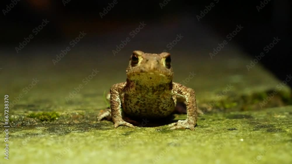 The brown toad moves through the forest area at night. Amphibian in ...