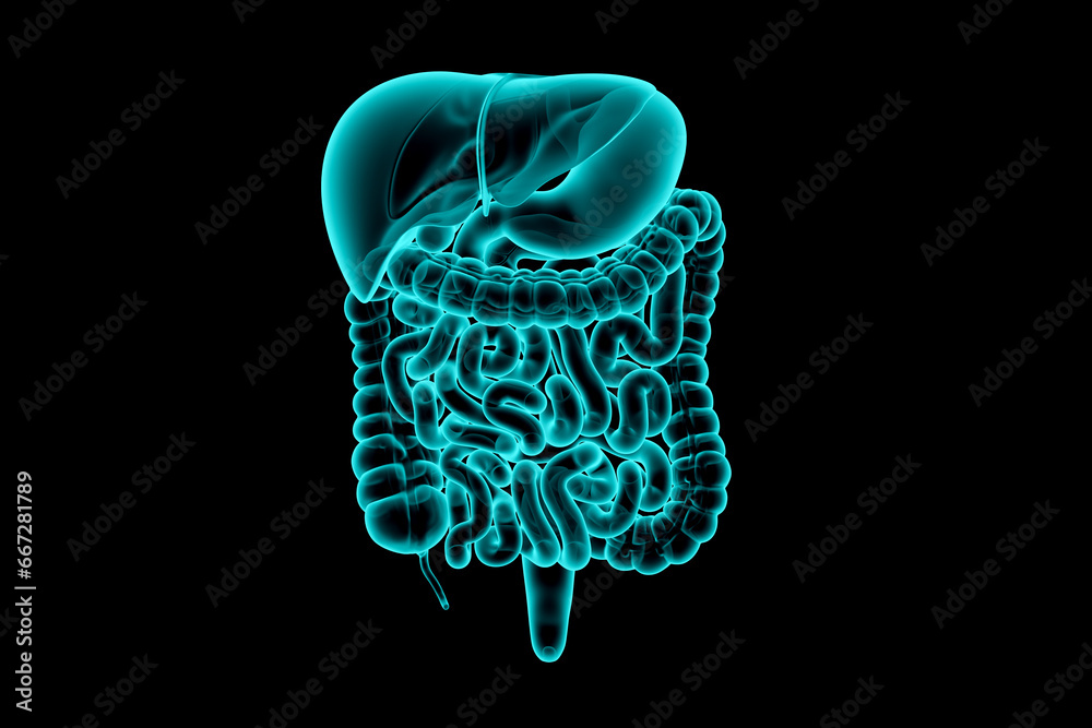3d illustration of human digestive system - liver, stomach, pancreas ...