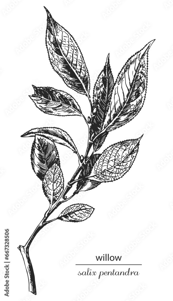 willow, willow sketch, willow monochrome, willow black and white. Latin ...