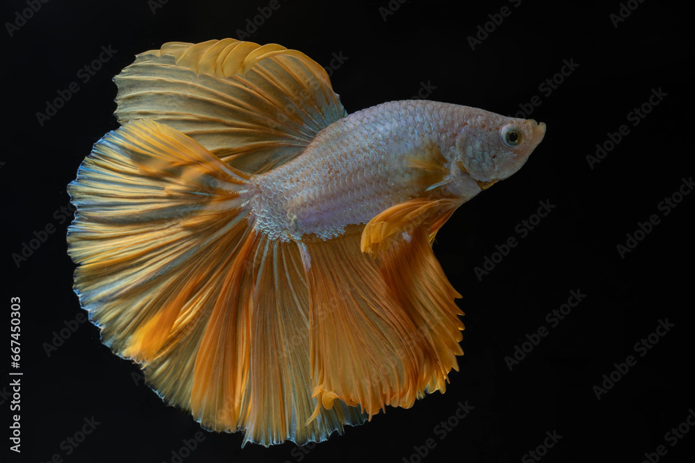 Moving moment of beautiful golden betta fish fins like the princess's ...