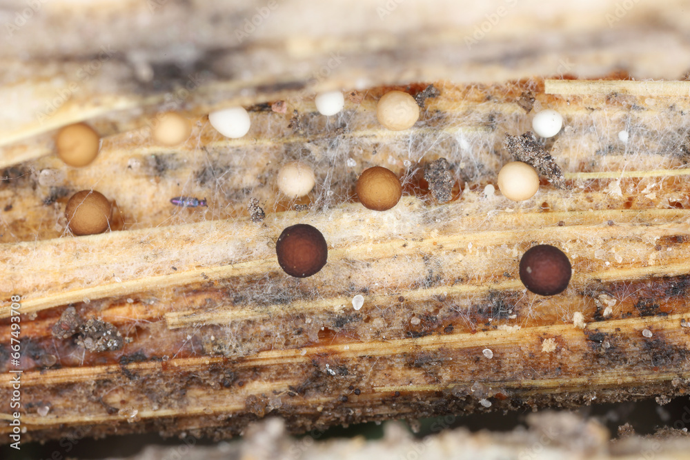 Mycelium and its round formations, fruiting bodies inside the dry stem ...