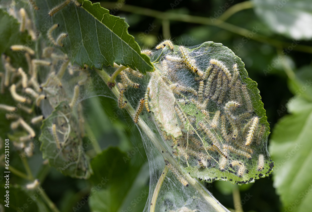 Codling moth caterpillars in silky web on an apple tree branch. Tent ...