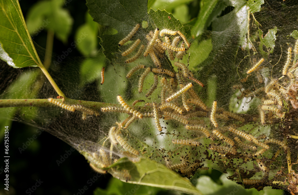 Codling moth caterpillars in silky web on an apple tree branch. Tent ...