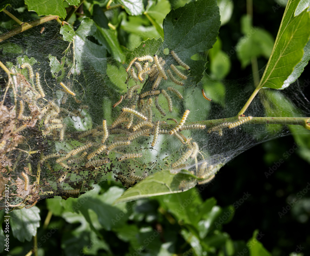 Codling moth caterpillars in silky web on an apple tree branch. Tent ...