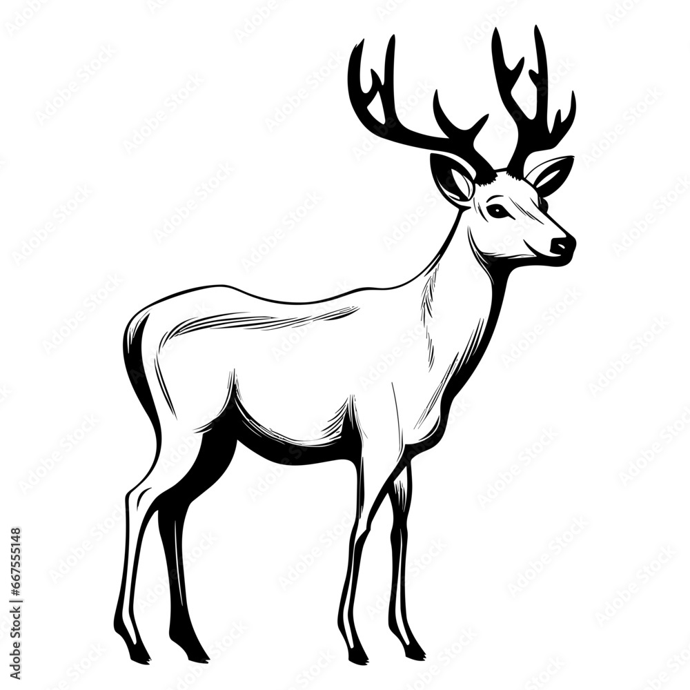 Simple Hand Drawn Illustration of Deer with Outline Style. SVG Vector ...
